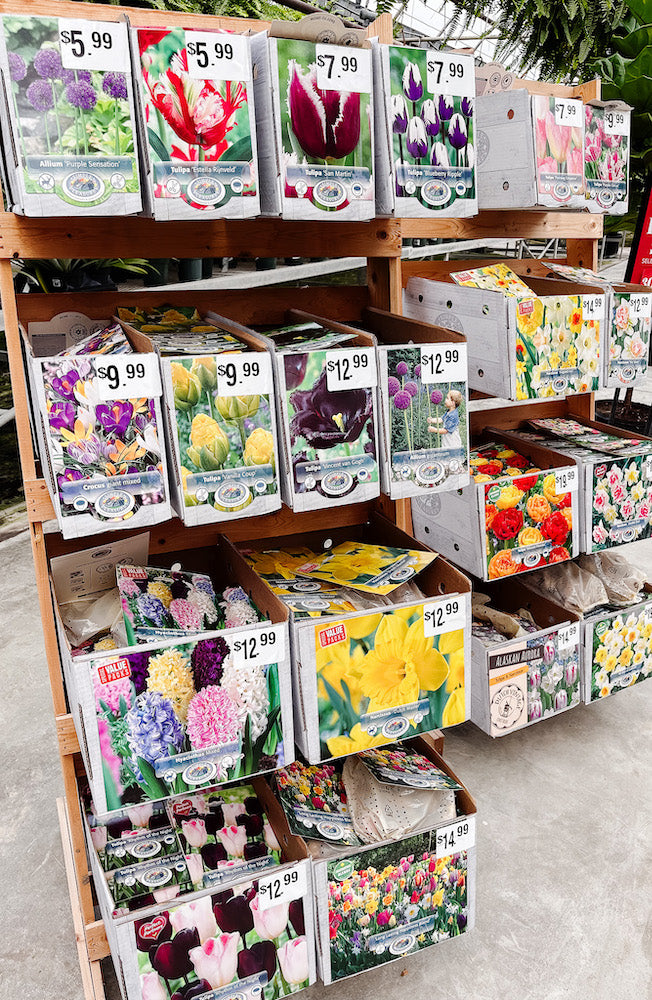 Autumn Bulbs & When to Plant Them – Anna's Garden, Home & Wellness