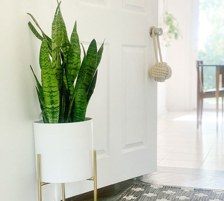 Picking the Perfect Pot – Anna's Garden, Home & Wellness