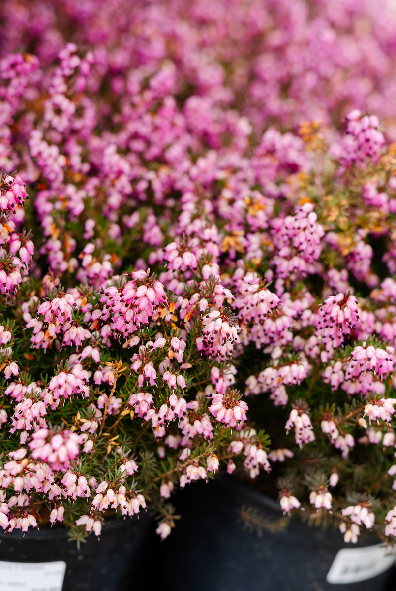 Spring Heath – Anna's Garden, Home & Wellness