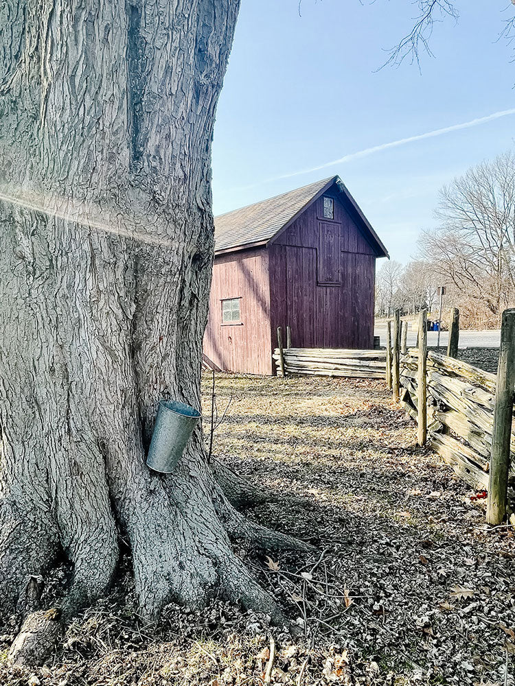 Calling all Maple Lovers! – Anna's Garden, Home & Wellness