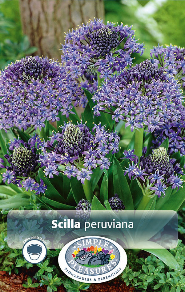 Scilla Peruviana Bulbs – Anna's Garden, Home & Wellness