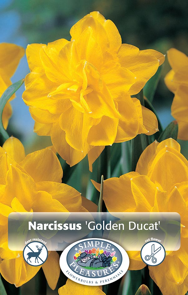 Narcissus Golden Ducat Bulbs – Anna's Garden, Home & Wellness