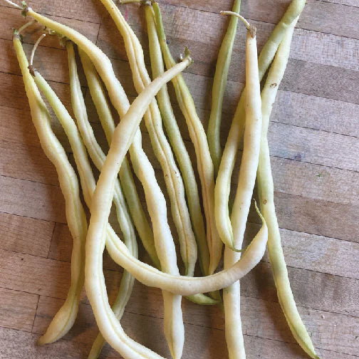 Monte Gusto Yellow Pole Bean Seeds - Hundred Acre Wood School – Anna's ...