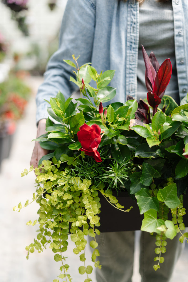 24” Tropical Window Box: Full Sun/Partial Shade (Multiple Colours ...