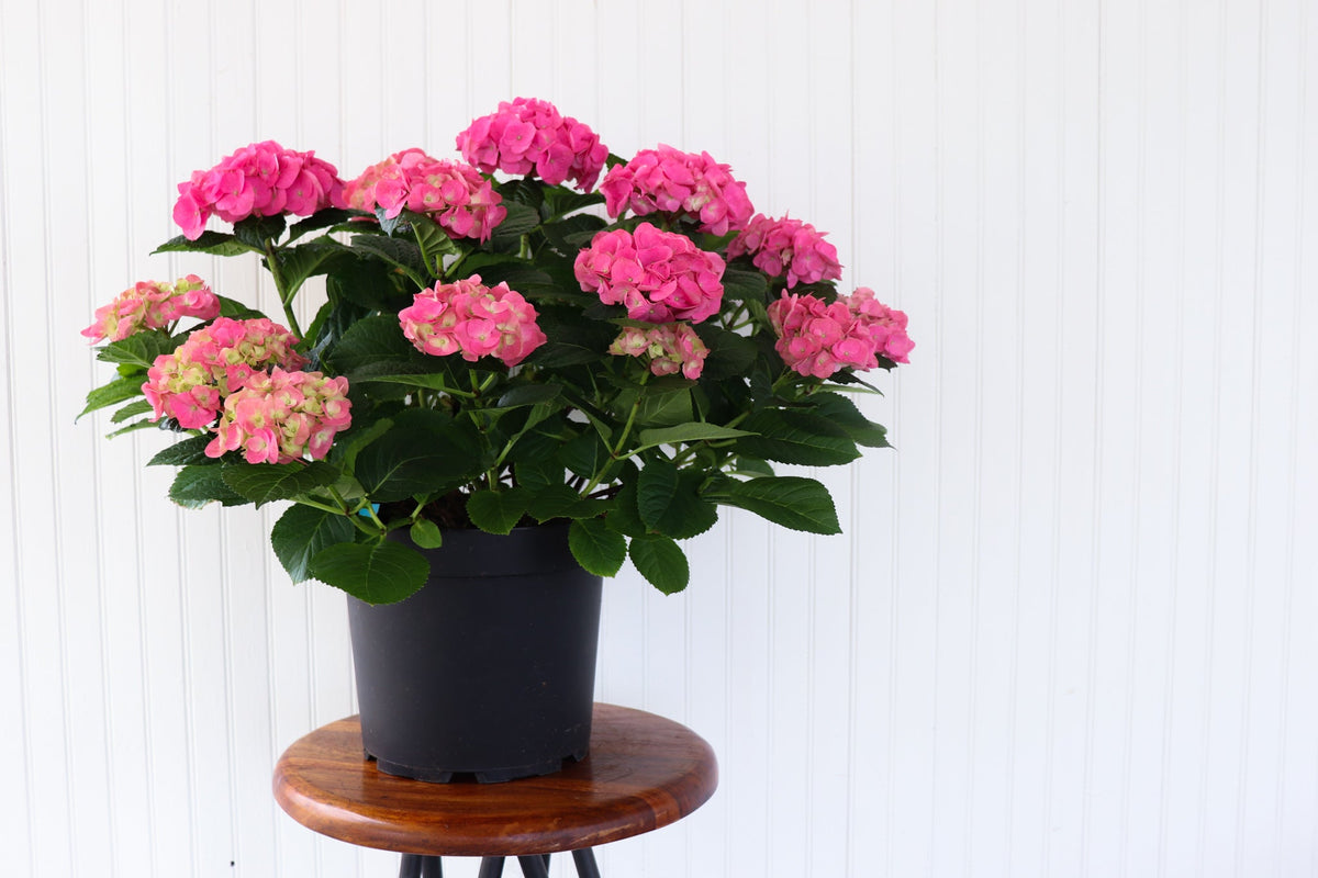 10" Hydrangea -Essex Yellow Jackets U12 – Anna's Garden, Home & Wellness