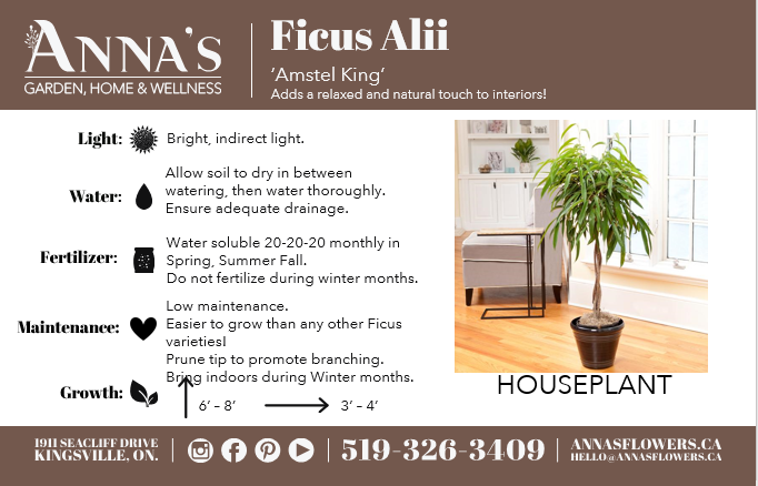 10" Ficus Alii Standard – Anna's Garden, Home & Wellness