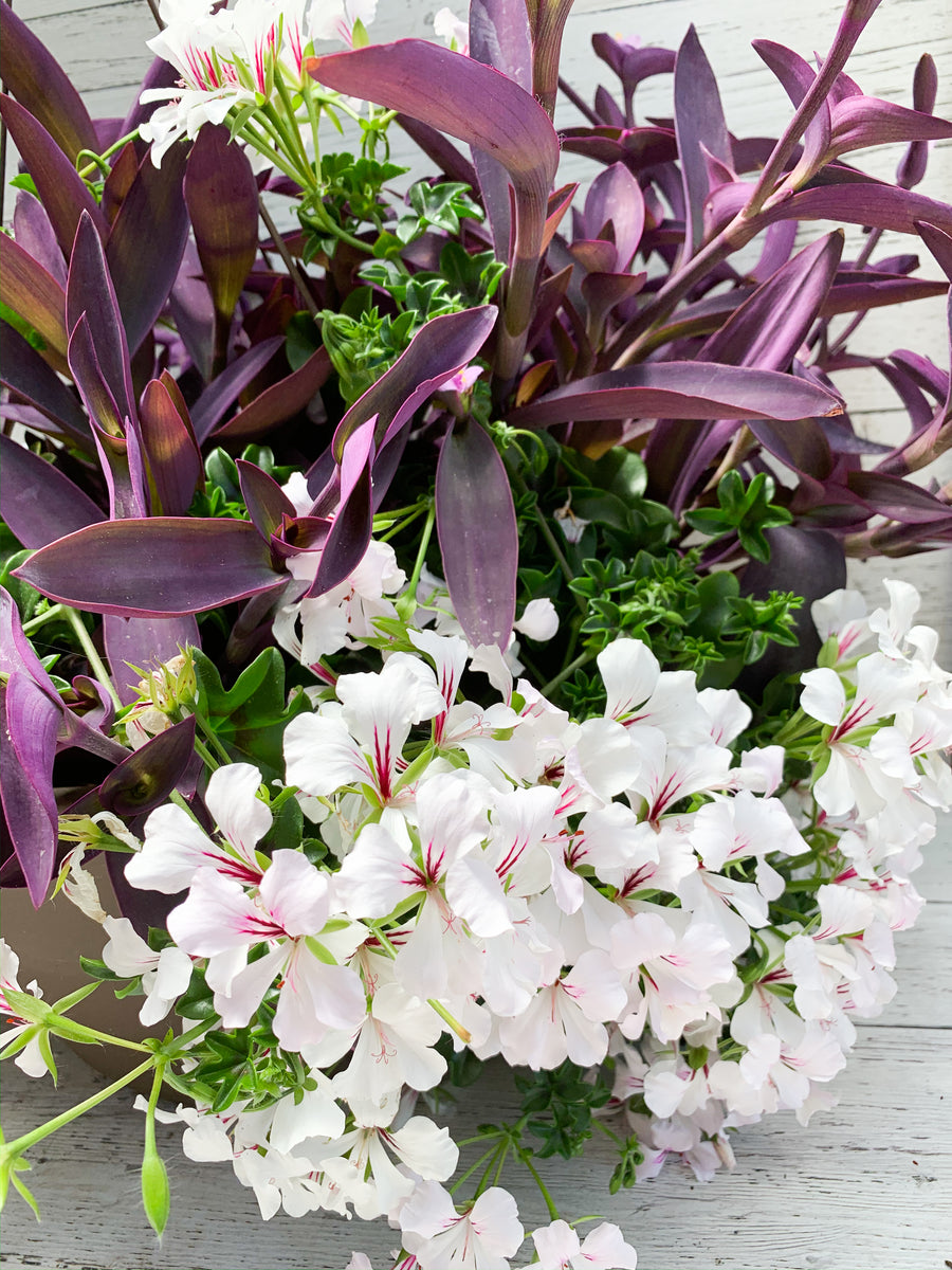 13" White Ivy Geranium/Purple Heart Hanging Mix – Anna's Garden, Home ...